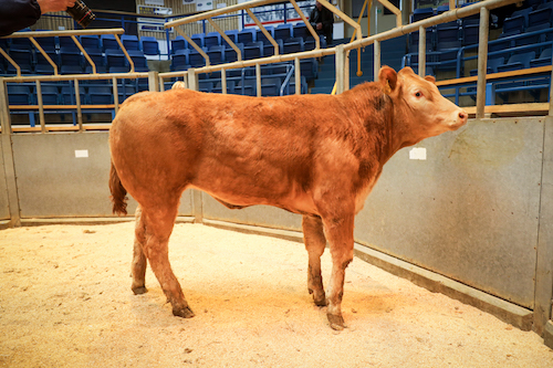 Breckan takes the double at mart show - The Orcadian Online