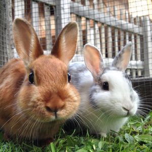 Deadly rabbit virus confirmed in Orkney - The Orcadian Online