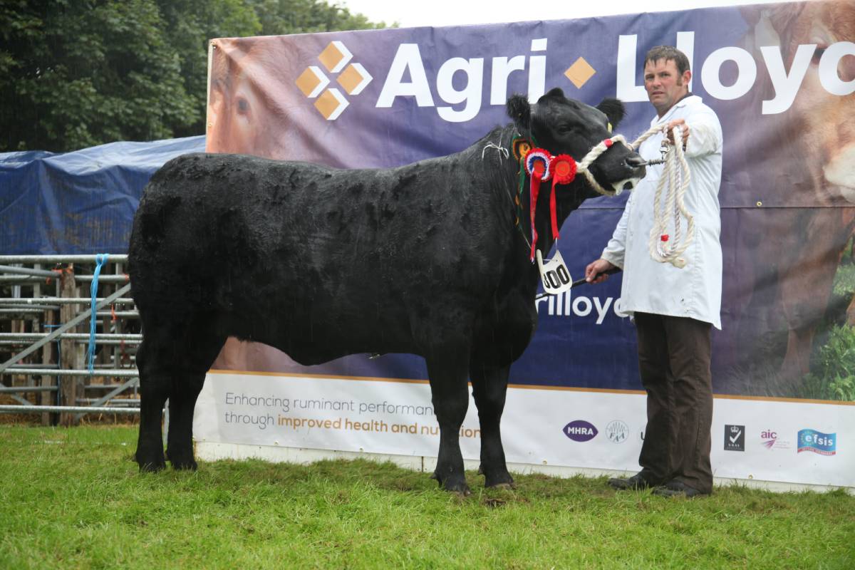 2014 Cattle Champion - The Orcadian Online
