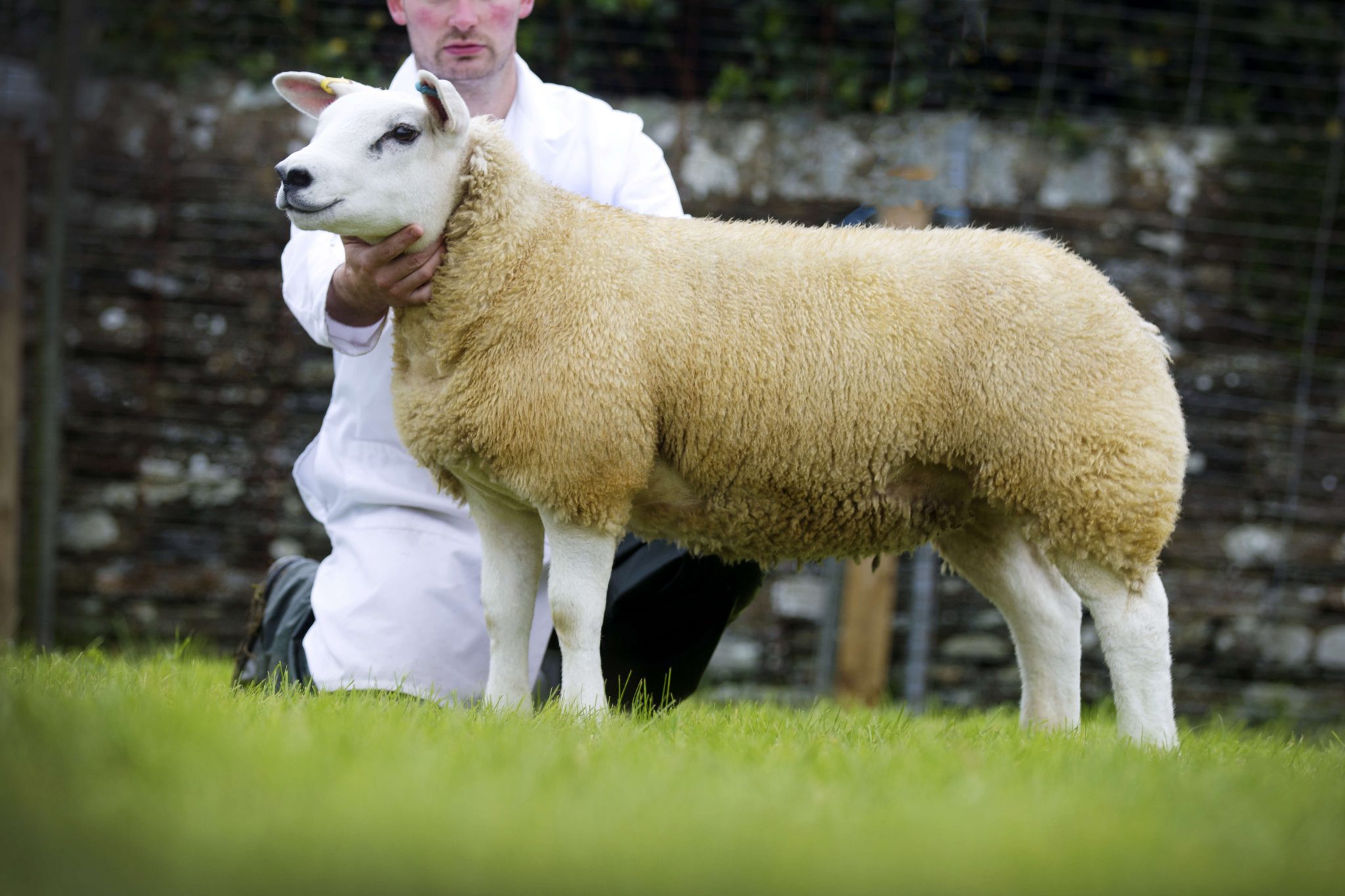Day one’s cattle and sheep match-ups – Ready, Set, Show! - The Orcadian ...