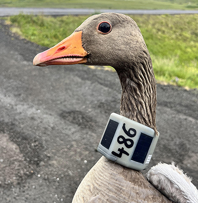 Appeal for help as geese fitted with GPS collars as part of new project ...